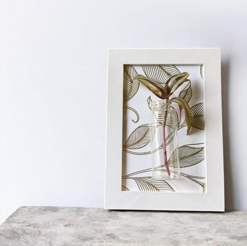 Plant Propagation Station: 5x7 Frame With Test Tubes - Etsy