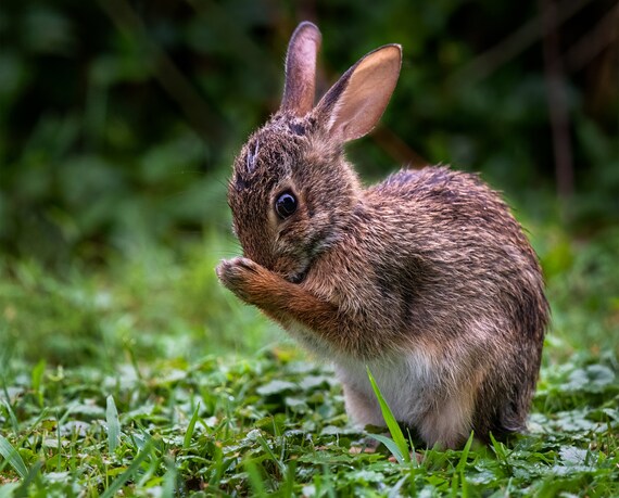 Bunny Prayer Rabbit Christian Quotes Nature Photography | Etsy