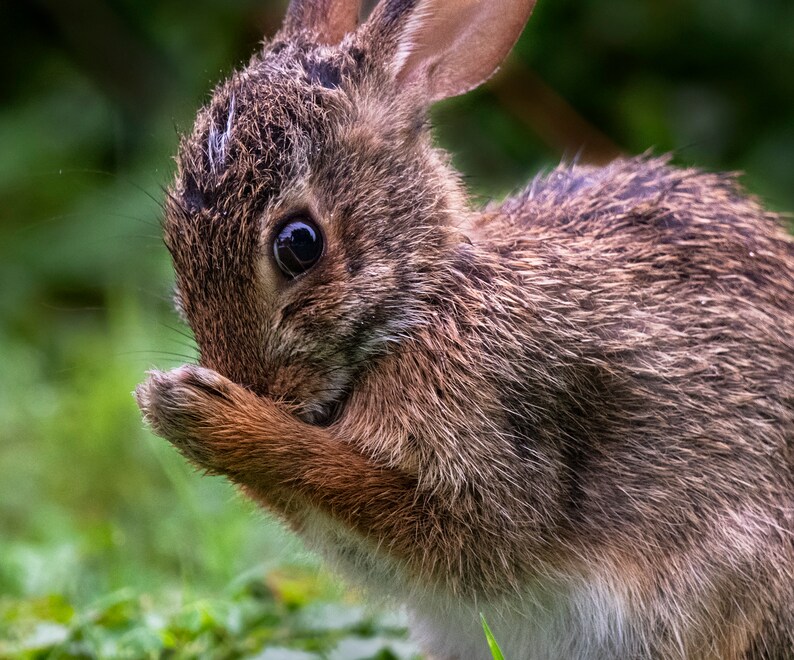 Bunny Prayer Rabbit Christian Quotes Nature Photography - Etsy