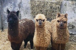 Alpaca Tea 'black Gold' for Your Plants - Etsy