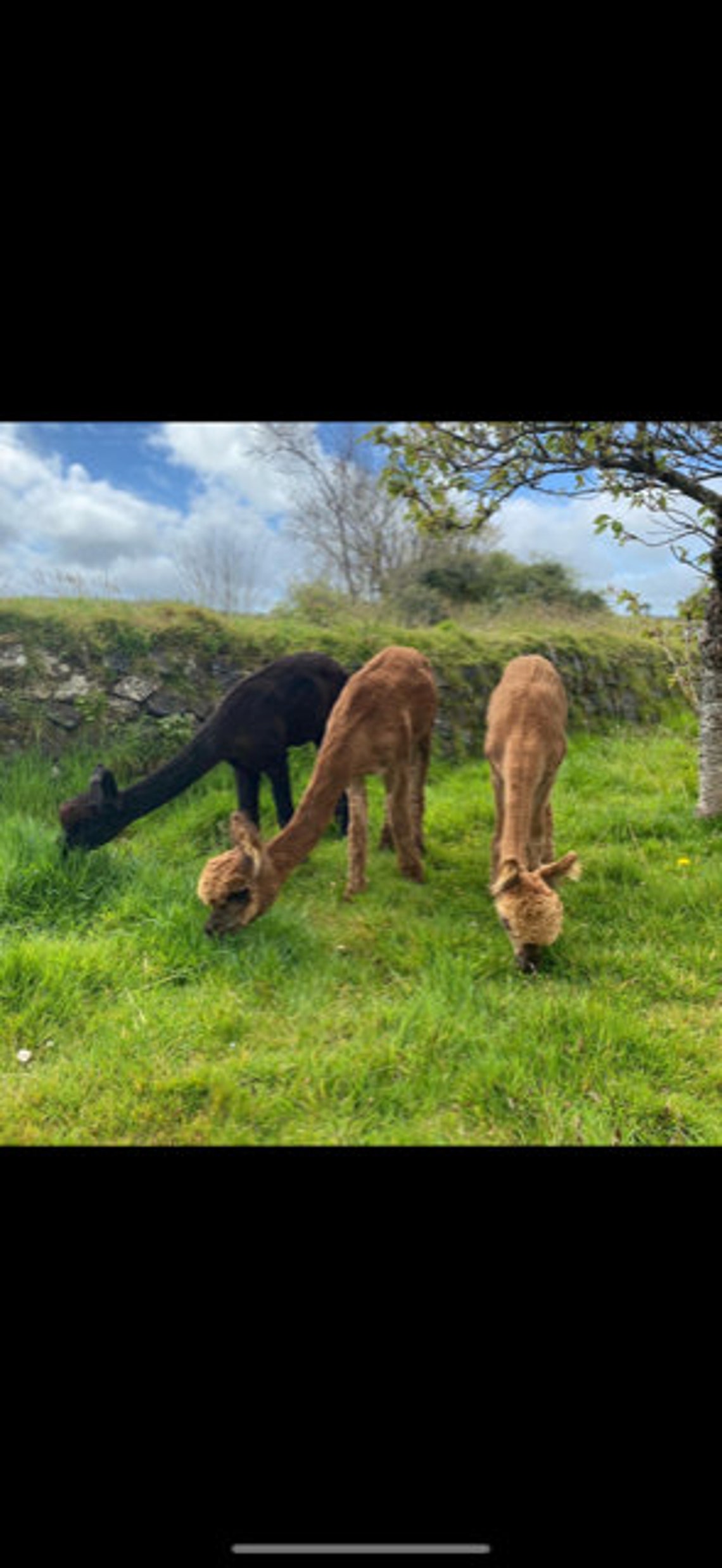 Alpaca Tea 'black Gold' for Your Plants - Etsy