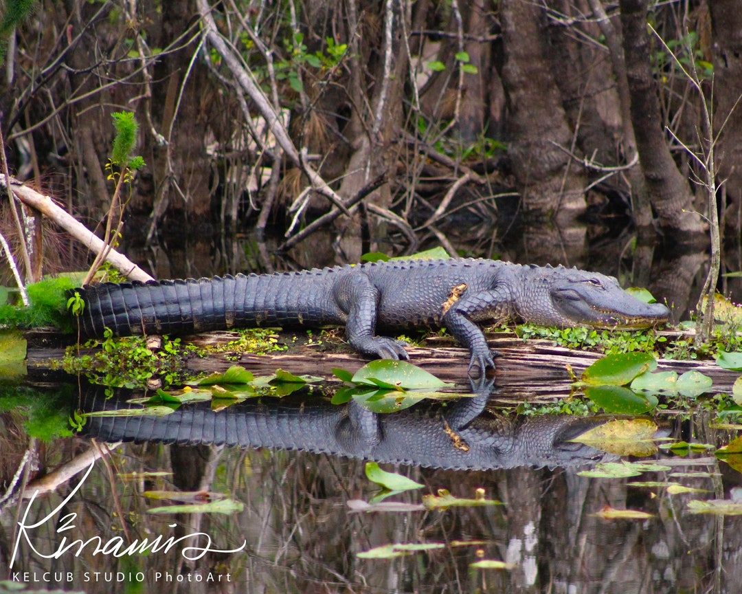 Alligator Photo Art Print: Smiley the Gator, Cypress Slough Wildlife - Etsy
