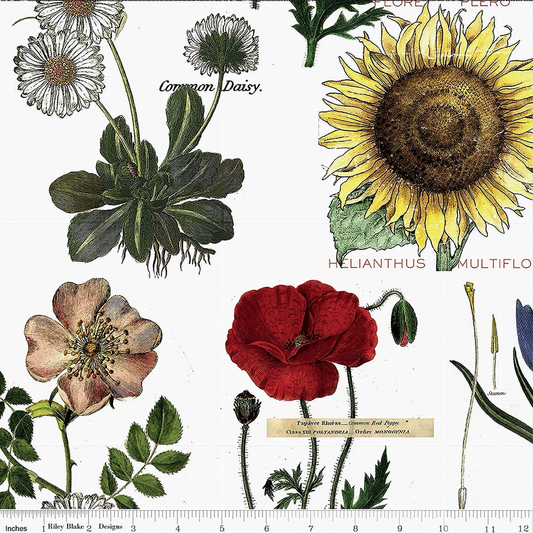 Floral Almanac Common Daisy Art Journal J Wecker Frisch Horticulture ...