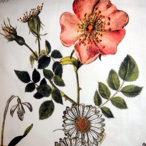 Floral Almanac Common Daisy Art Journal J Wecker Frisch Horticulture ...