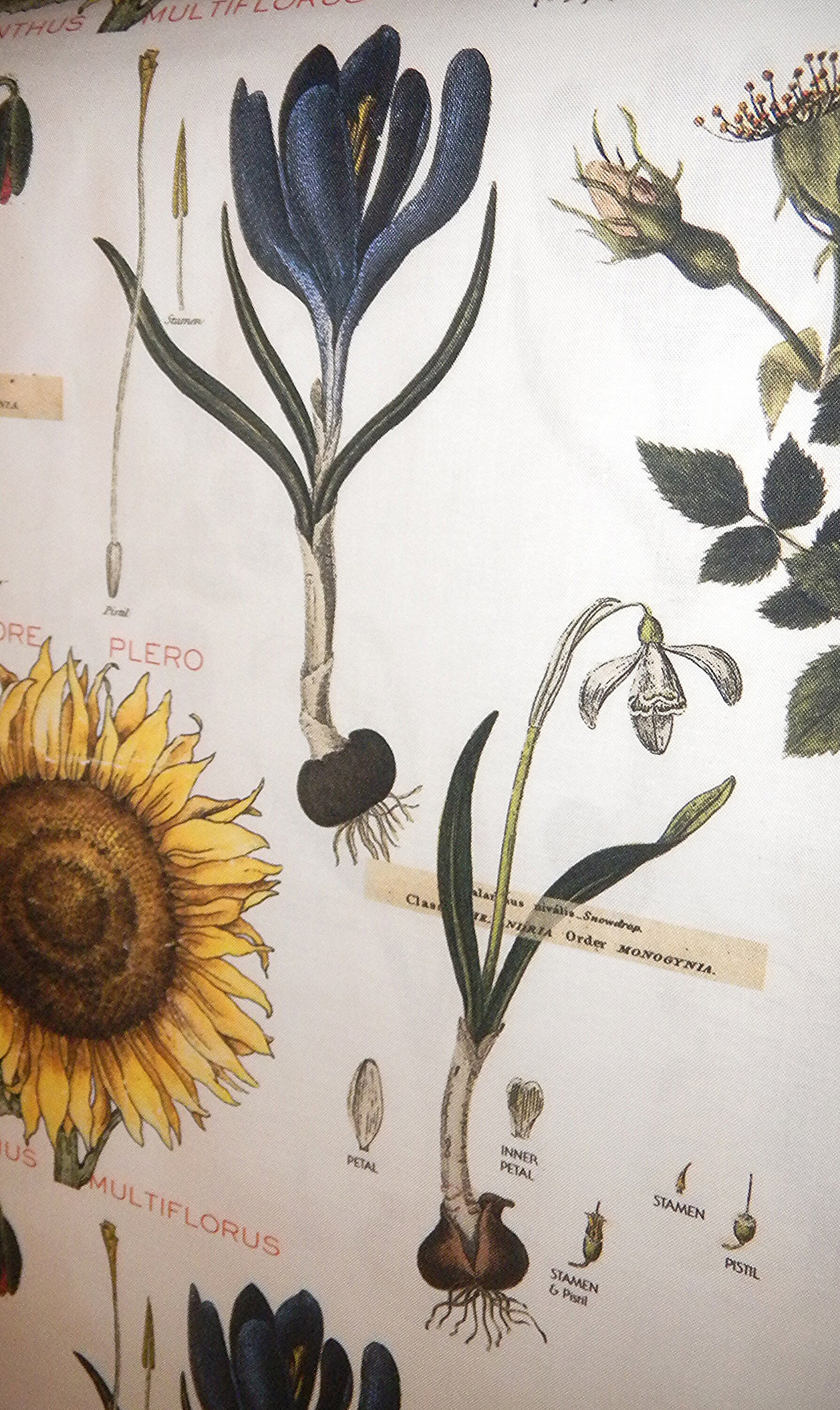 Floral Almanac Common Daisy Art Journal J Wecker Frisch - Etsy