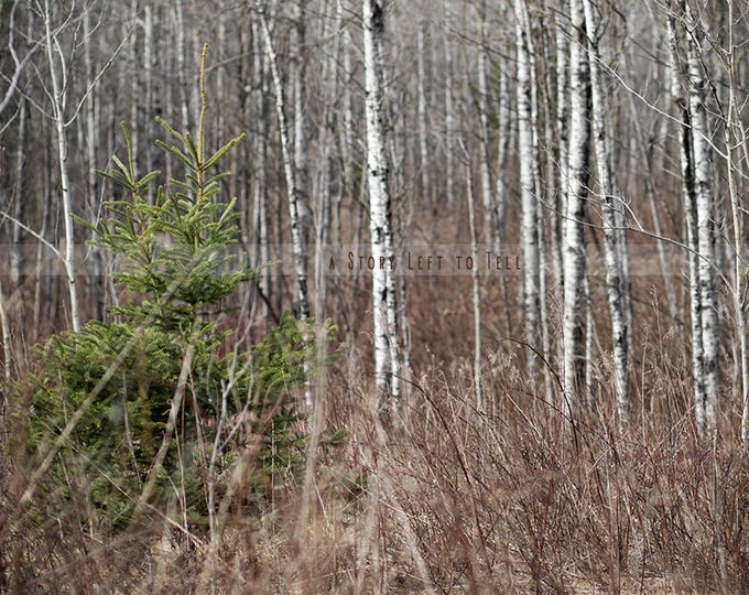 Birch Trees Background, Woods Background, Forest Background, Evergreen ...