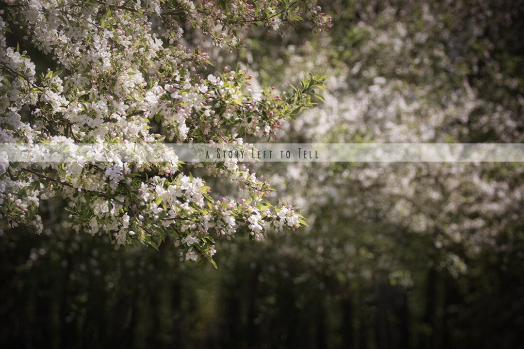 Flowering Tree Backdrop, Senior, Family, Blossoms Digital Background ...