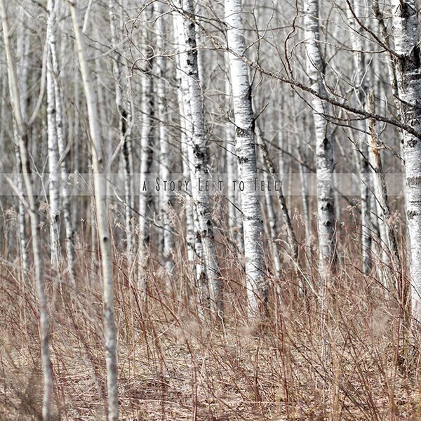 Birch Trees - Etsy