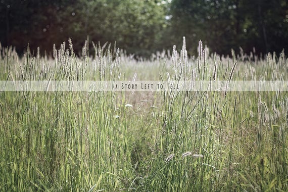 Tall Grass Digital Background Nature Backdrop Instant | Etsy