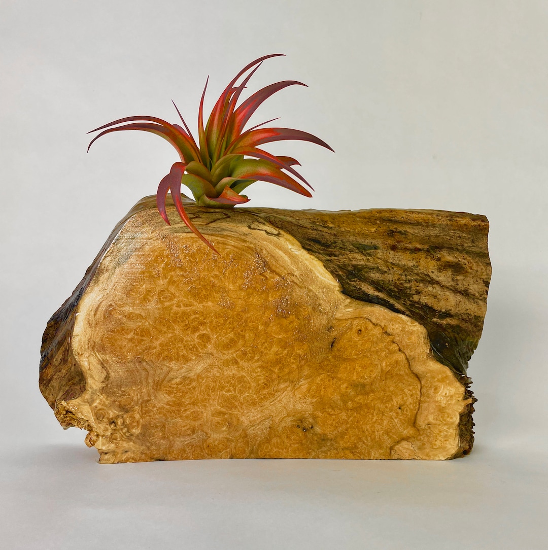 Maple Burl Planter, One-of-a-kind Burl Planter, Air Plant Maple Burl ...