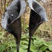 The Eternal Lily - Hand Forged Iron Lily - Etsy