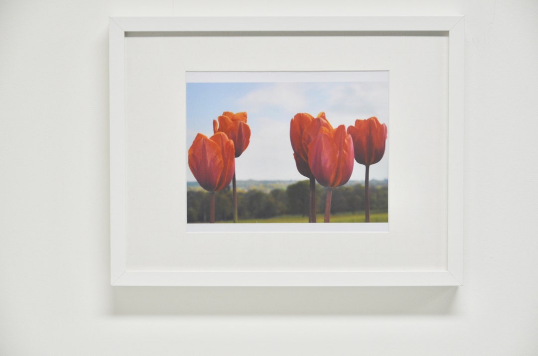Print.orange Tulips. Infinity View. South Downs. Beautiful Flowers ...