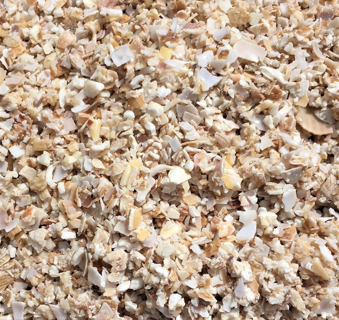Crushed Sea Shells Washed & Dried 20.0 Kg - Etsy