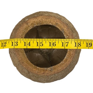 Sapucaia Pod - Monkey Pot - Hermit Crab Crabitat Tank Decor Hide - Moss ...