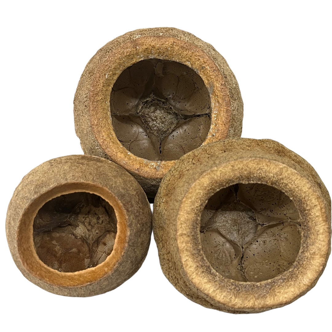 Sapucaia Pod - Monkey Pot - Hermit Crab Crabitat Tank Decor Hide - Moss ...