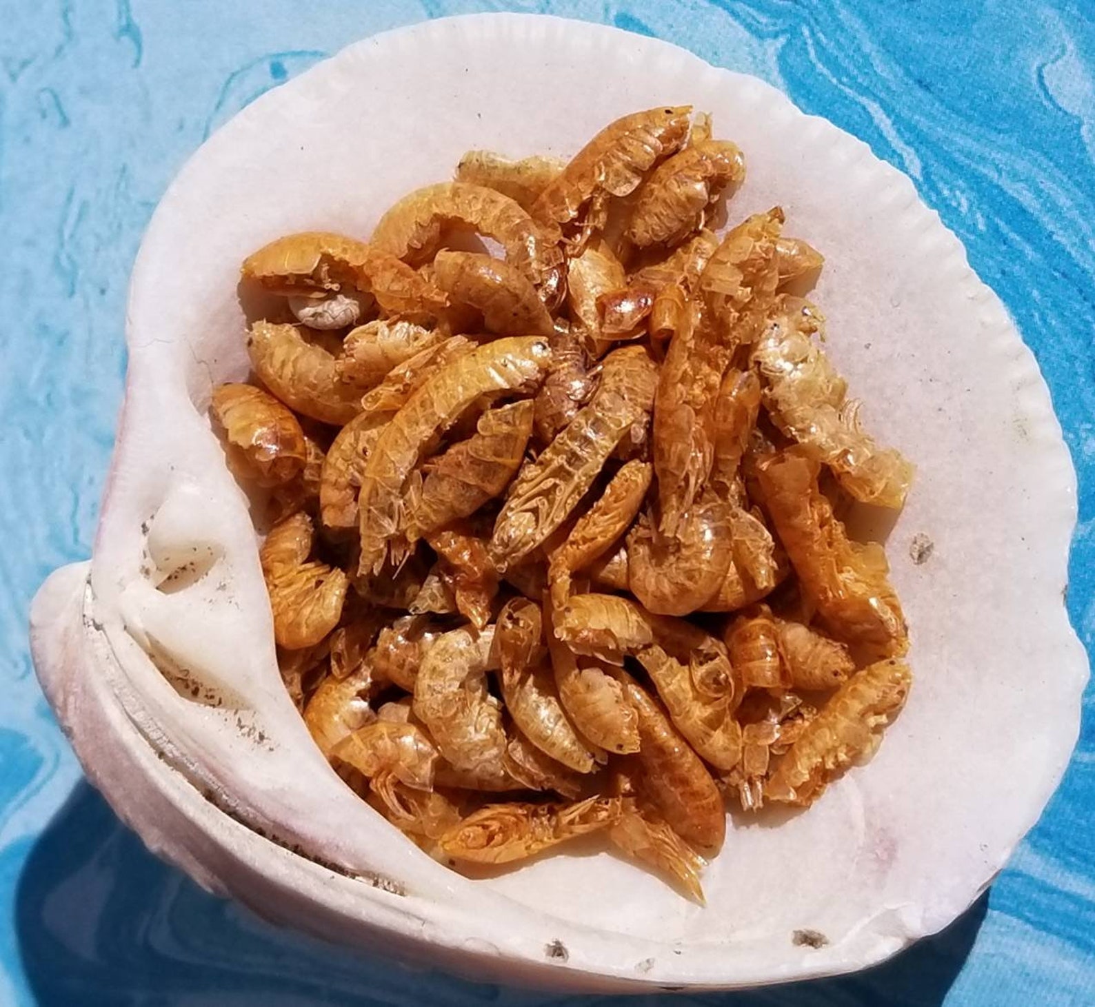 Gammarus Shrimp for Hermit Crabs Chitin Proteins Pour N - Etsy