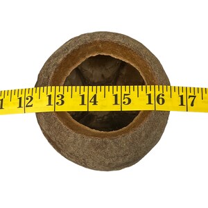 Sapucaia Pod - Monkey Pot - Hermit Crab Crabitat Tank Decor Hide - Moss ...