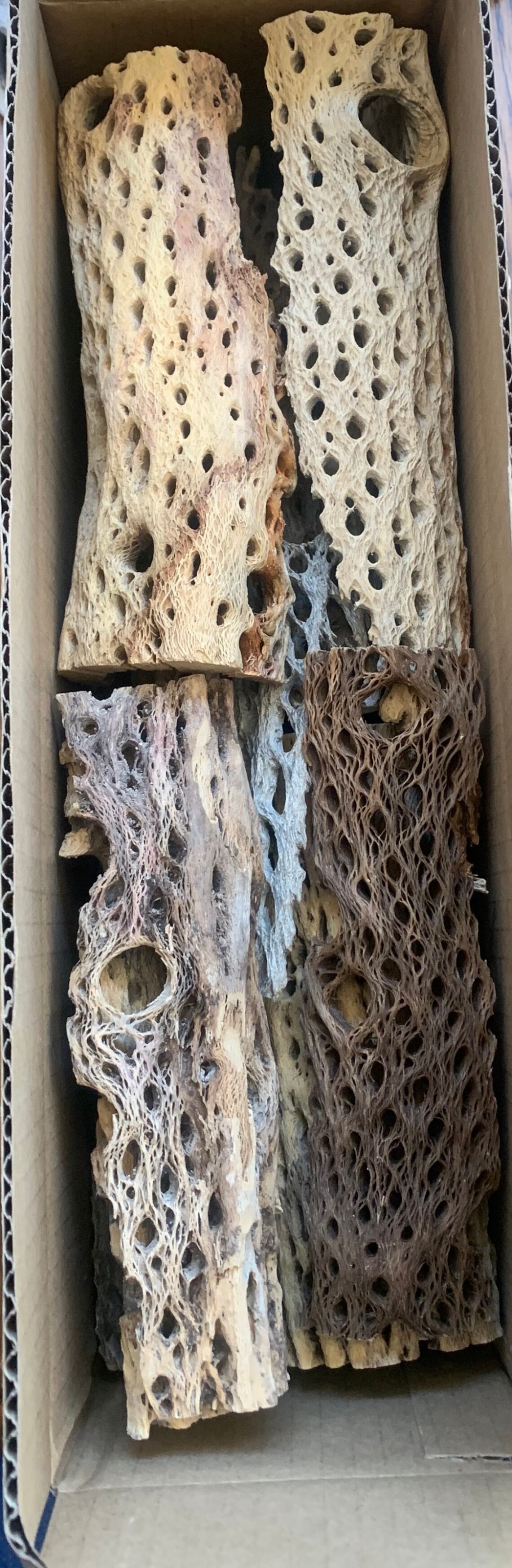 Teddy Bear Cholla Wood Shards Small Medium Large 1 Lb 5 | Etsy