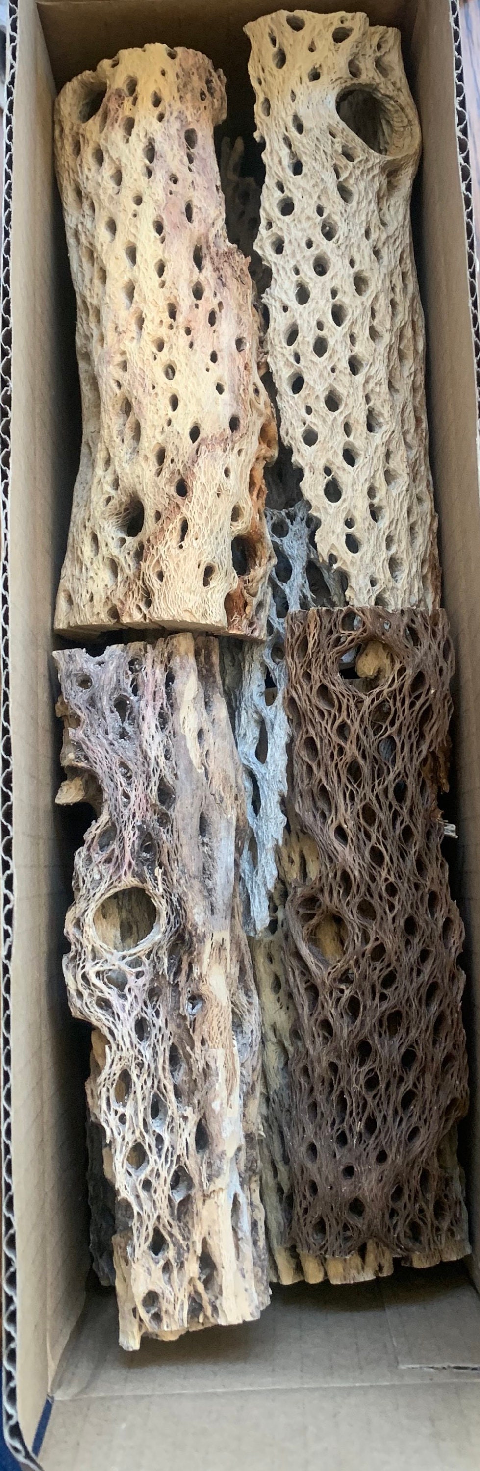 Teddy Bear Cholla Wood Shards Small Medium Large 1 Lb 5 | Etsy