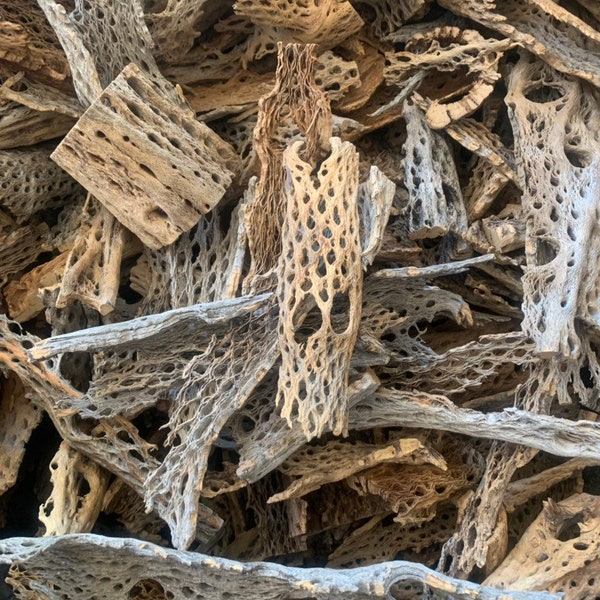 Cholla Wood - Etsy