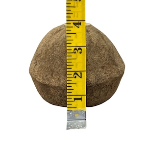 Sapucaia Pod - Monkey Pot - Hermit Crab Crabitat Tank Decor Hide - Moss ...