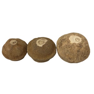 Sapucaia Pod - Monkey Pot - Hermit Crab Crabitat Tank Decor Hide - Moss ...