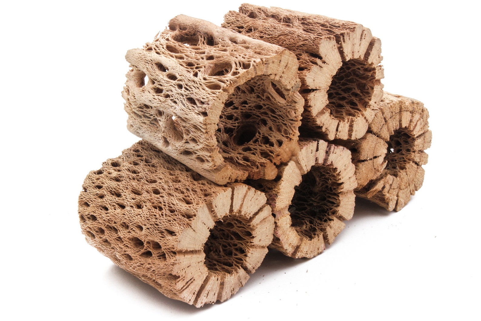 Cholla Wood - Pick Your Length - 1 to 48 Inches -pressure Washed Teddy ...