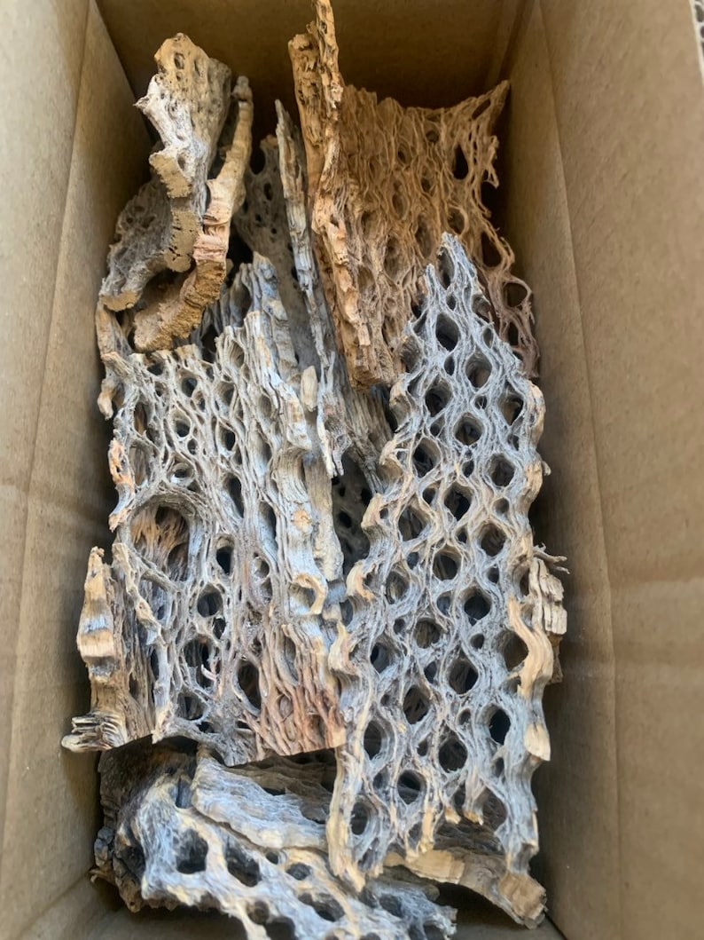 Teddy Bear Cholla Wood Shards Small Medium Large 1 Lb 5 | Etsy