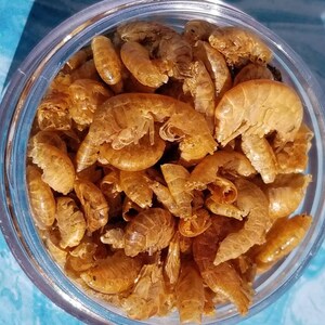 Gammarus Shrimp for Hermit Crabs Chitin Proteins Pour N | Etsy
