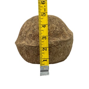 Sapucaia Pod - Monkey Pot - Hermit Crab Crabitat Tank Decor Hide - Moss ...