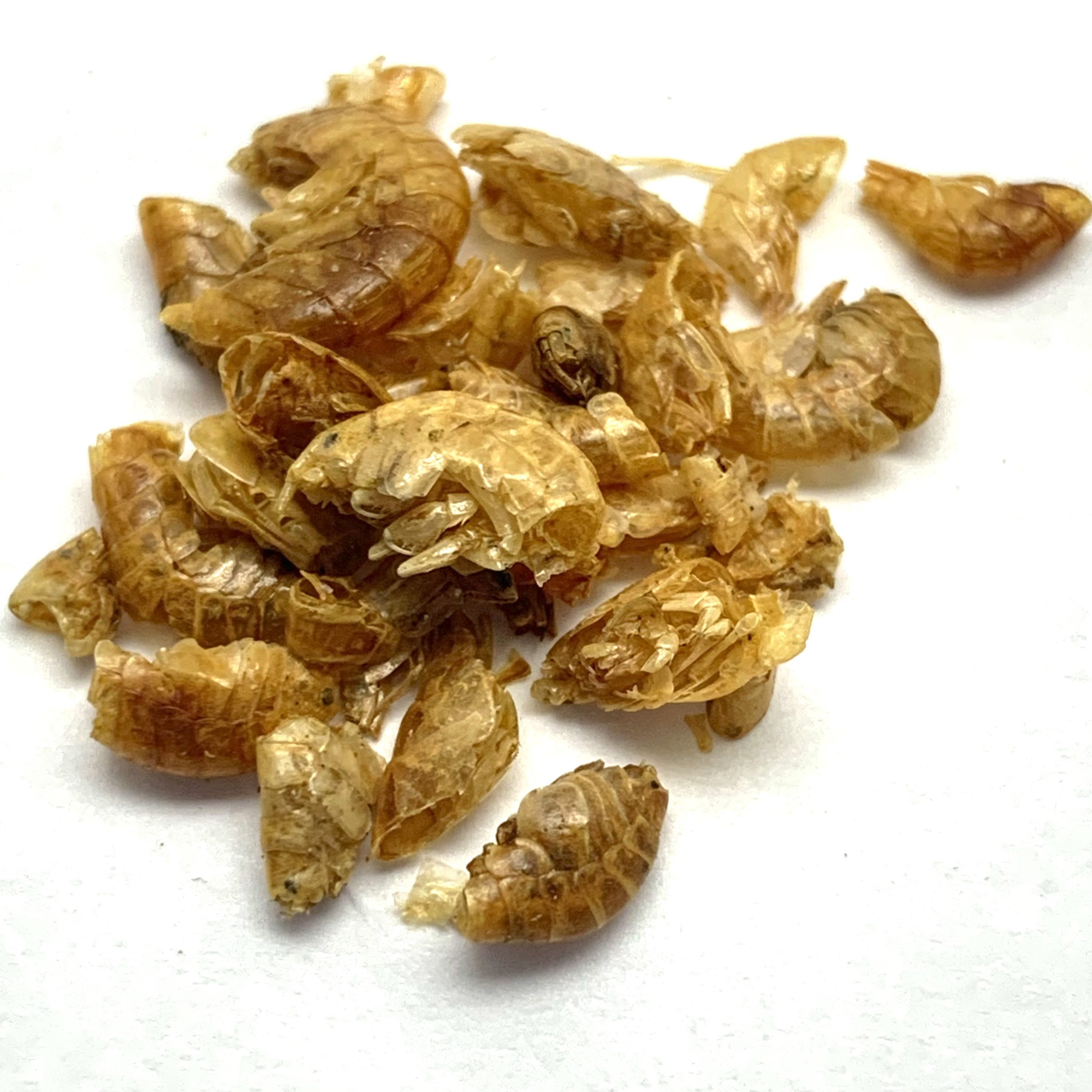 Gammarus Shrimp for Hermit Crabs - Chitin, Proteins - Pour N’ Go Food ...
