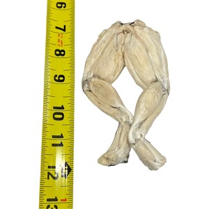 Freeze Dried Frog Legs for Hermit Crabs Protein Fat - Etsy