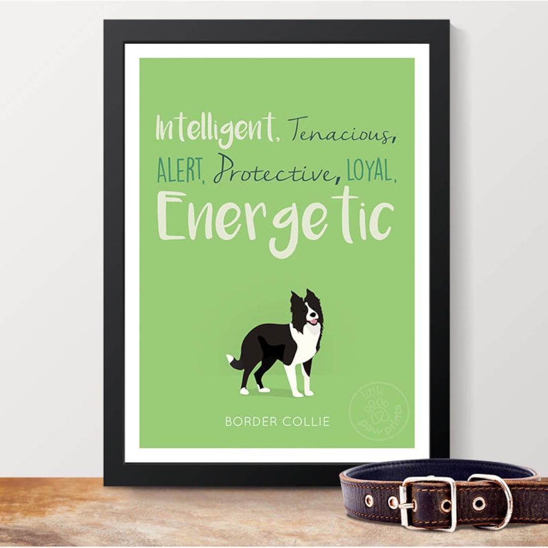 Border Collie Personality Trait Poster - Border Collie Lover Gift ...