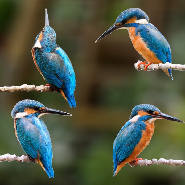 Anti Collision Window Stickers - Etsy