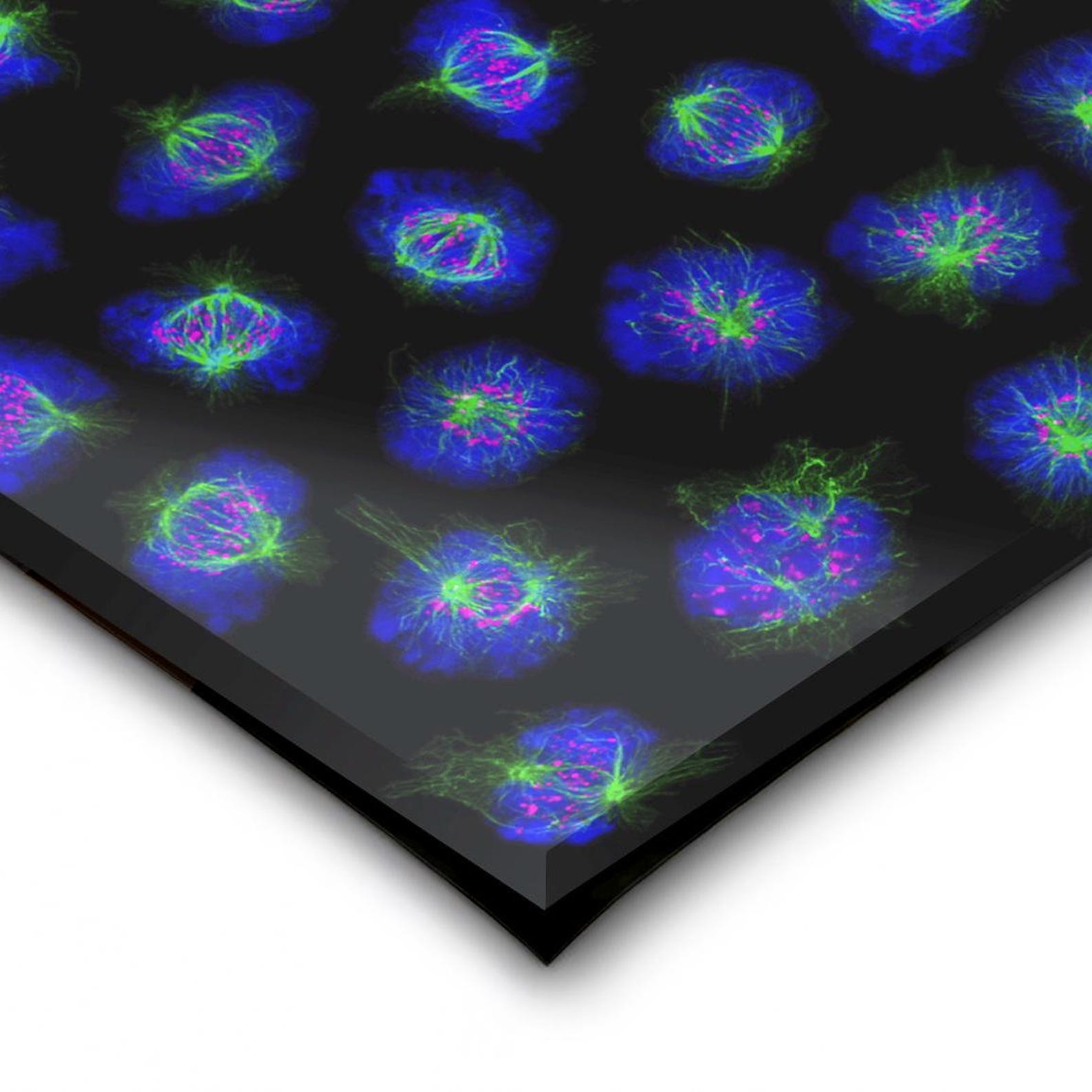 Cell Division - Science Art Print on Paper, Canvas, Acrylic (molecular ...