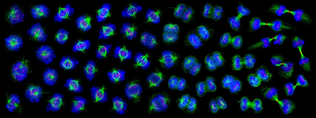 Cell Division - Science Art Print on Paper, Canvas, Acrylic (molecular ...