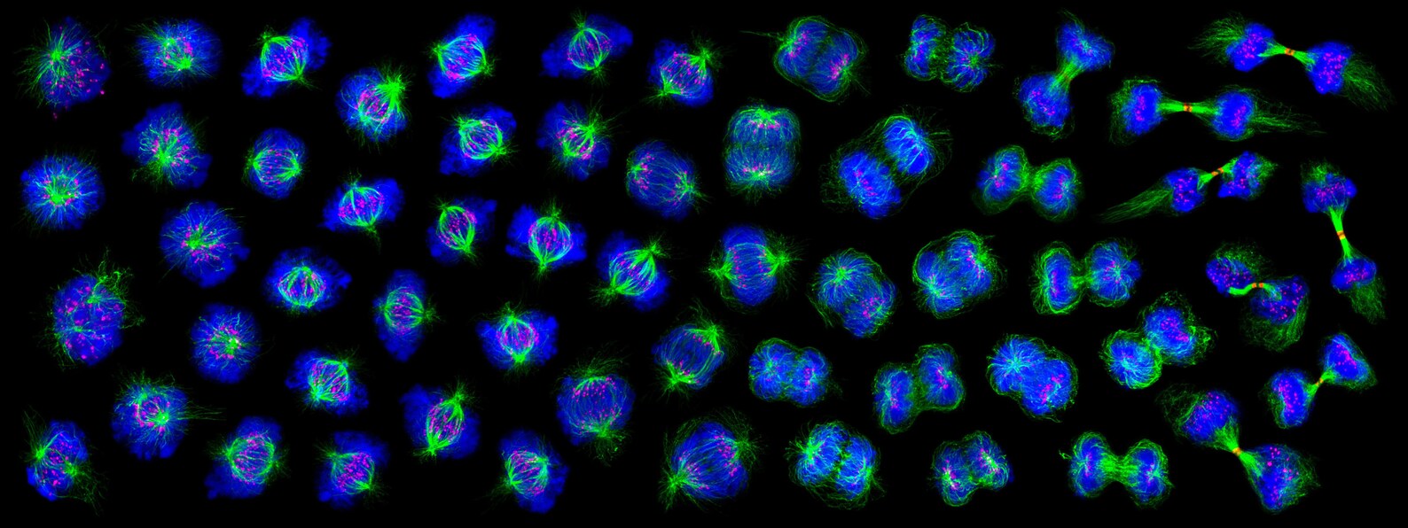 Cell Division - Science Art Print on Paper, Canvas, Acrylic (molecular ...