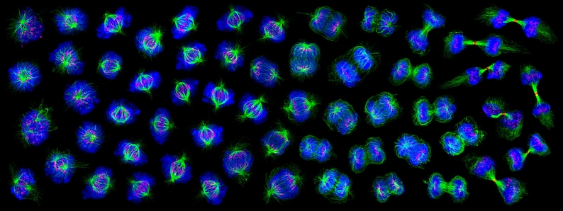 Cell Division - Science Art Print on Paper, Canvas, Acrylic (molecular ...