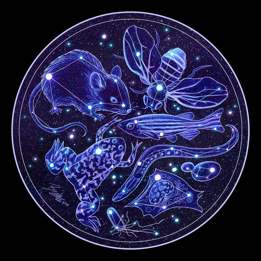 Model Organism Star Map - Science Art Print on Paper, Canvas, Acrylic ...