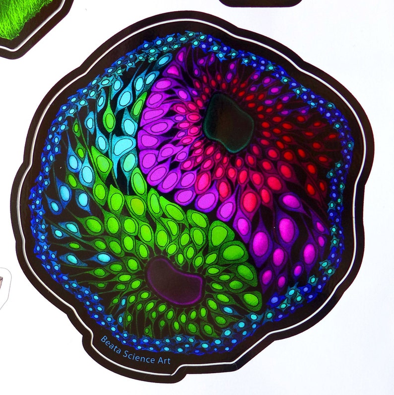 Science Art Stickers Set of 5 (molecular Biology, Drawings, Mitosis, C ...