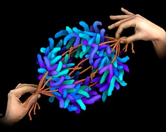 Chromosome Segregation green Science Art Print on Paper | Etsy