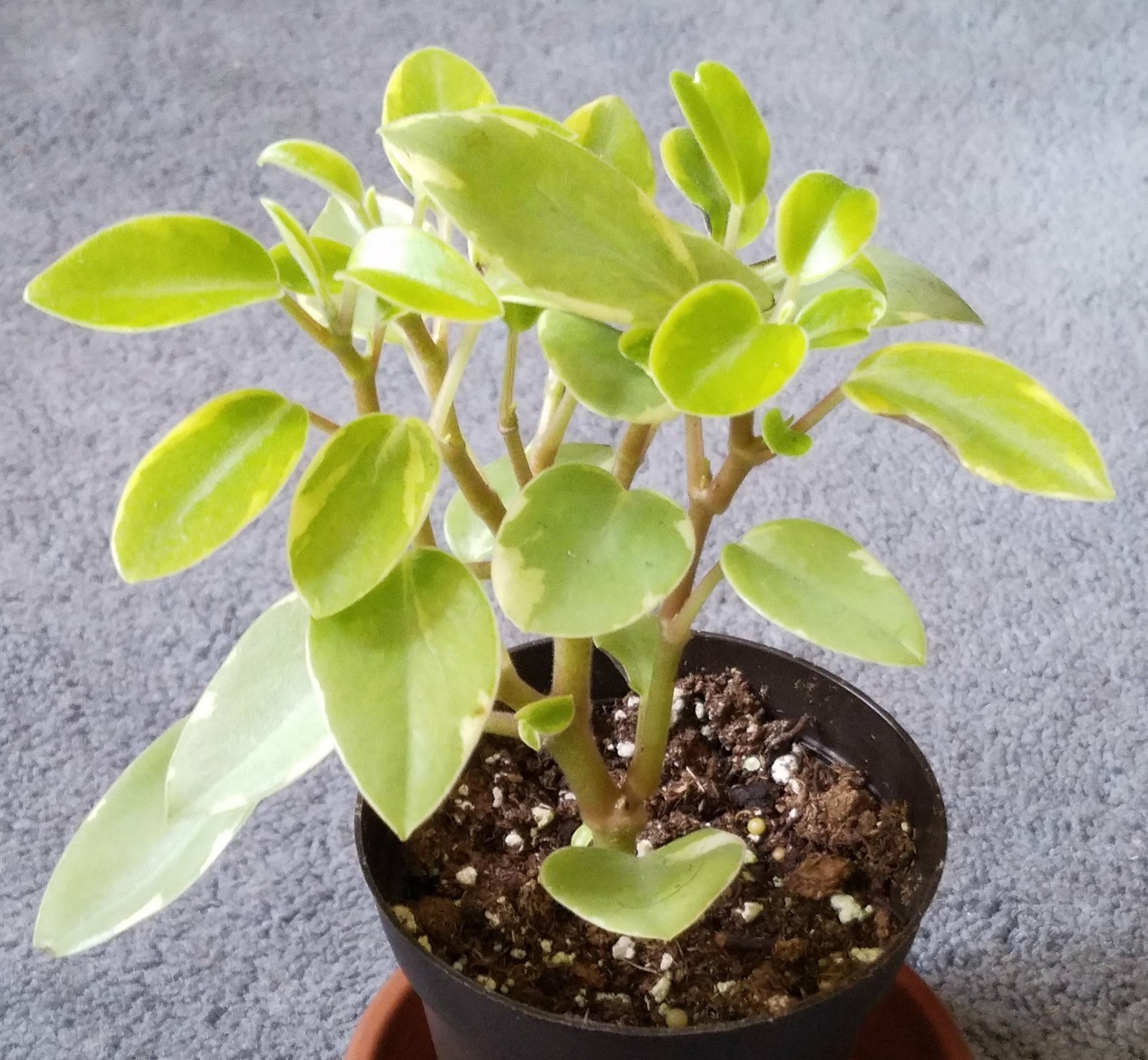 Variegated Teardrop Peperomia Peperomia orba variegata | Etsy