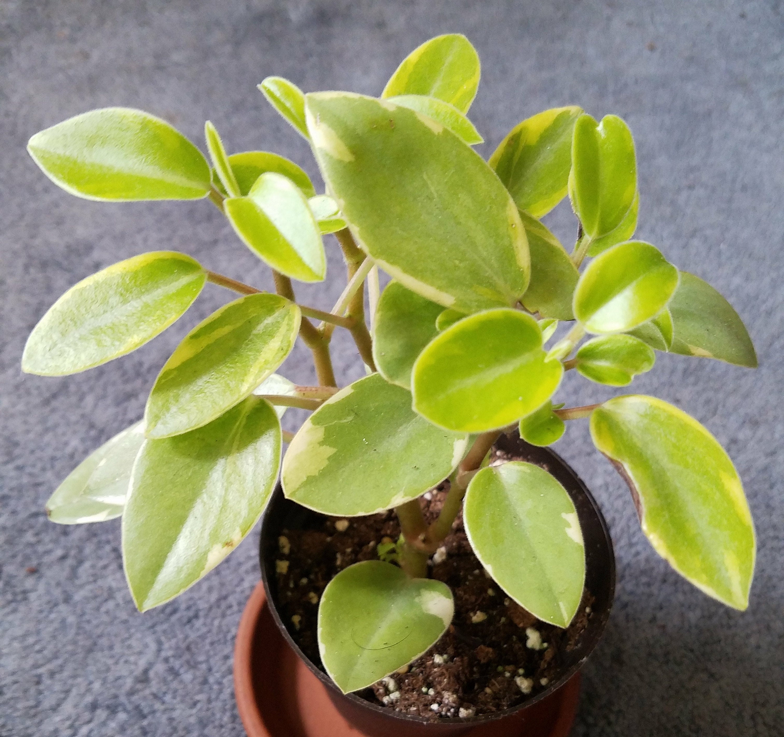 Variegated Teardrop Peperomia Peperomia orba variegata | Etsy