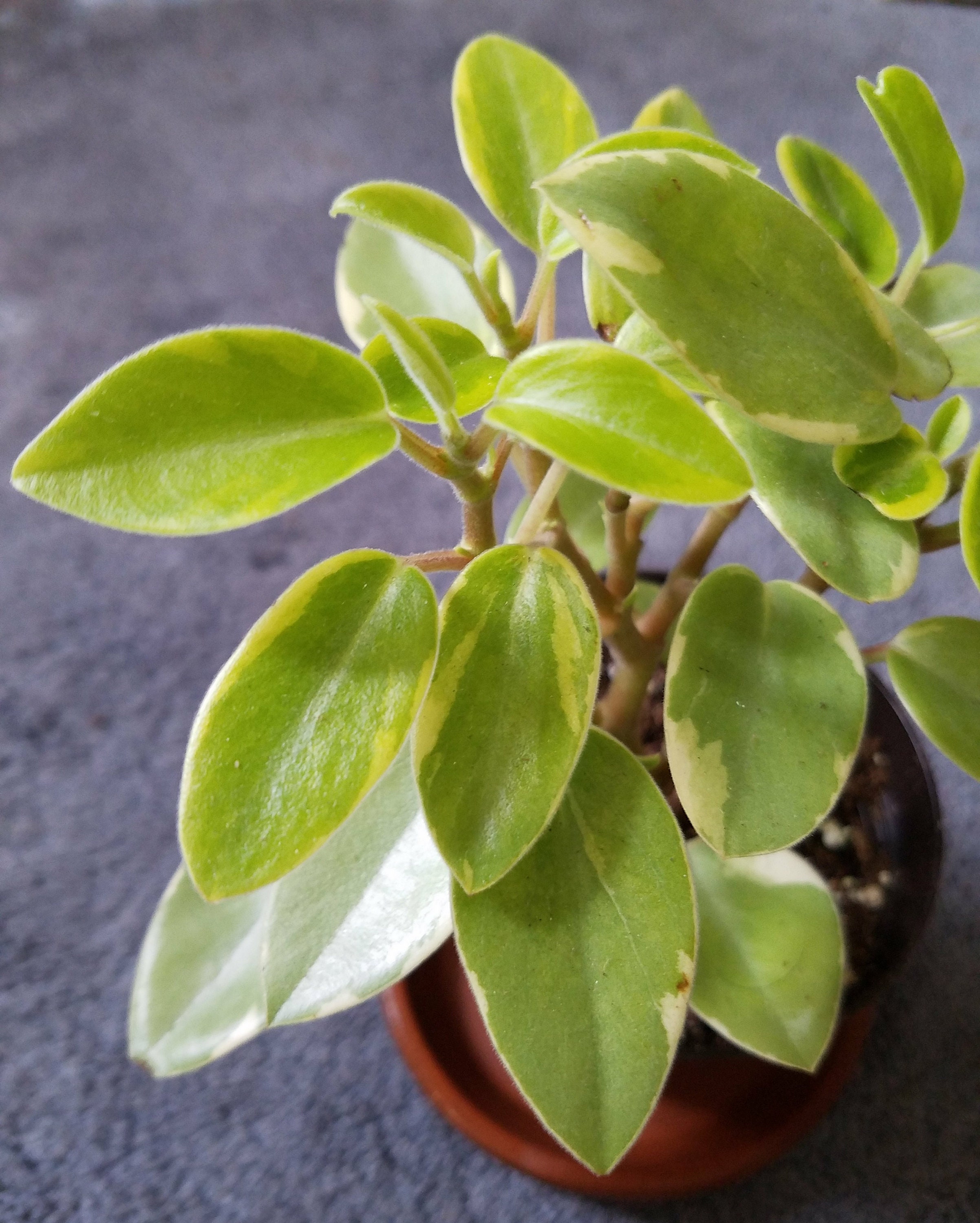 Variegated Teardrop Peperomia Peperomia orba variegata | Etsy