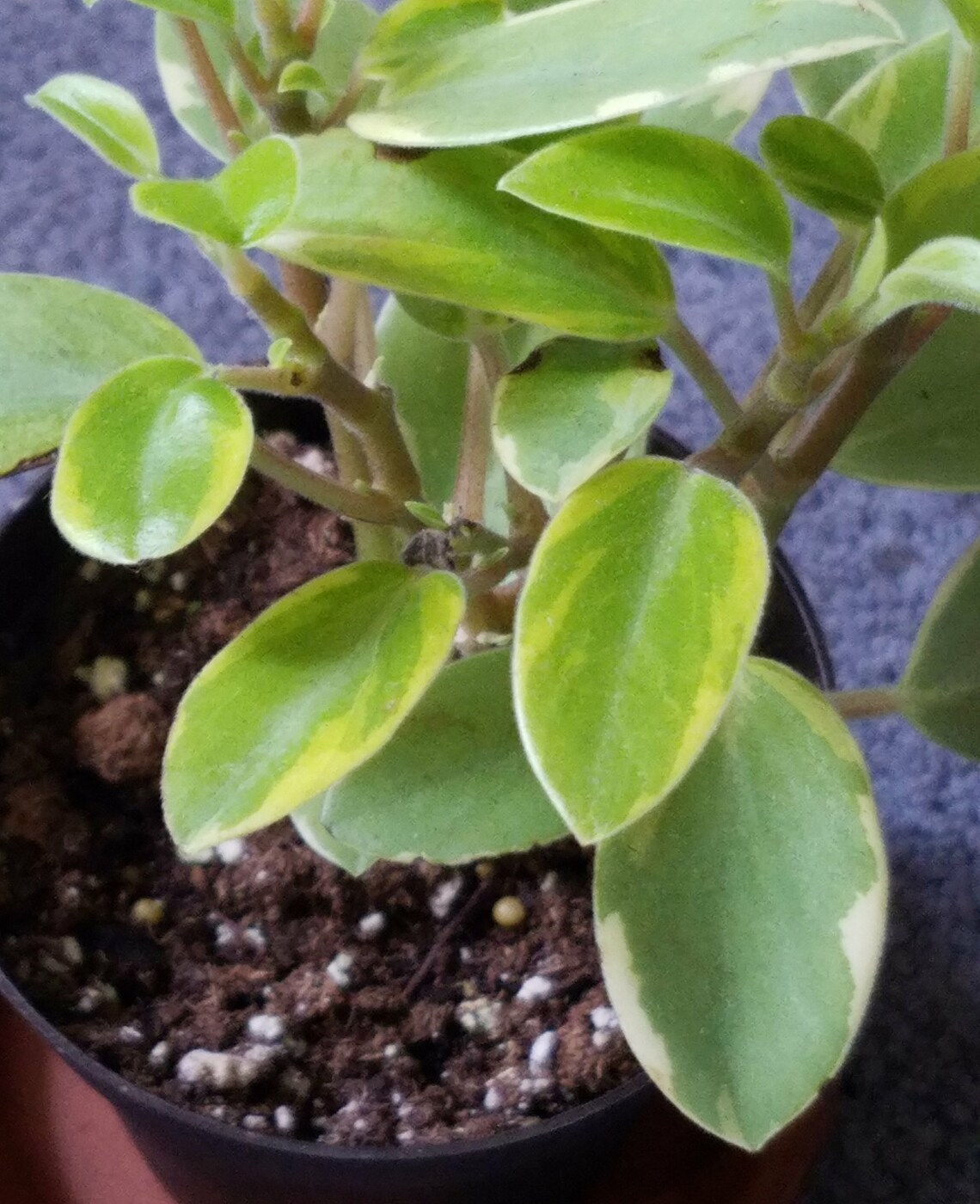 Variegated Teardrop Peperomia peperomia Orba Variegata | Etsy