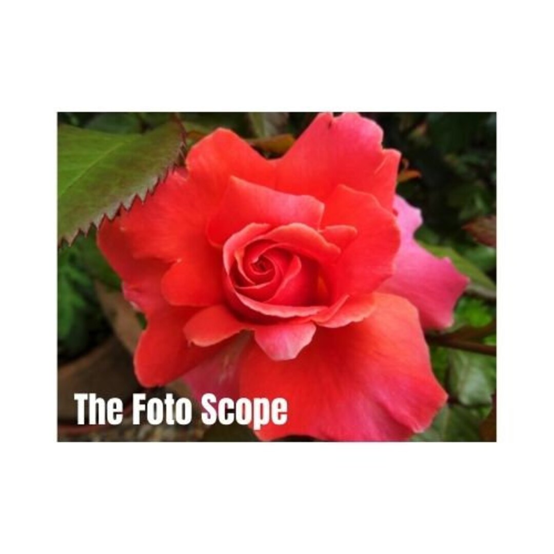 Red Rose (digital Downloadable Photo) - Etsy