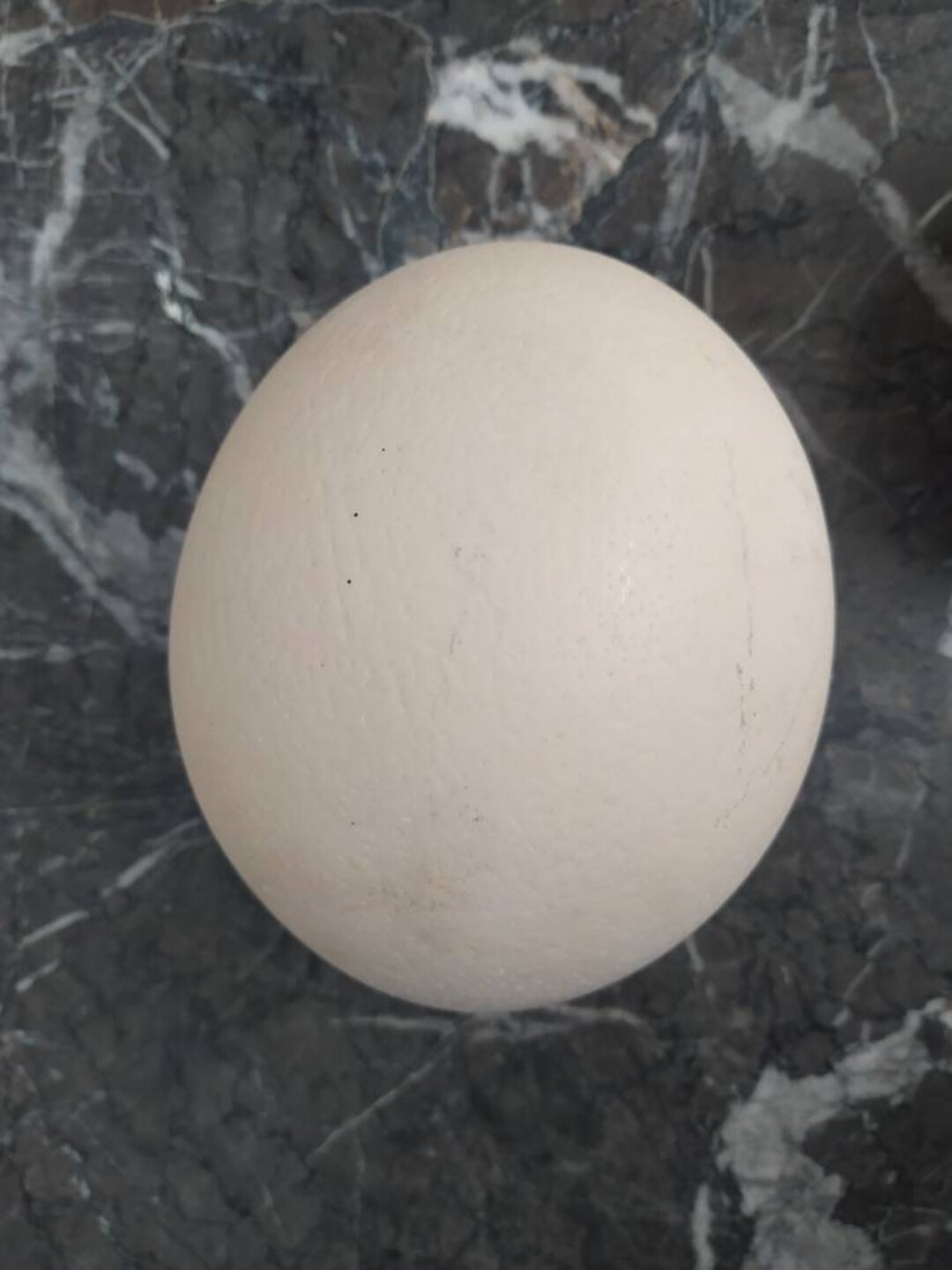 1 Real Emptied Opaque, Not Bright OSTRICH Egg Shell - Etsy
