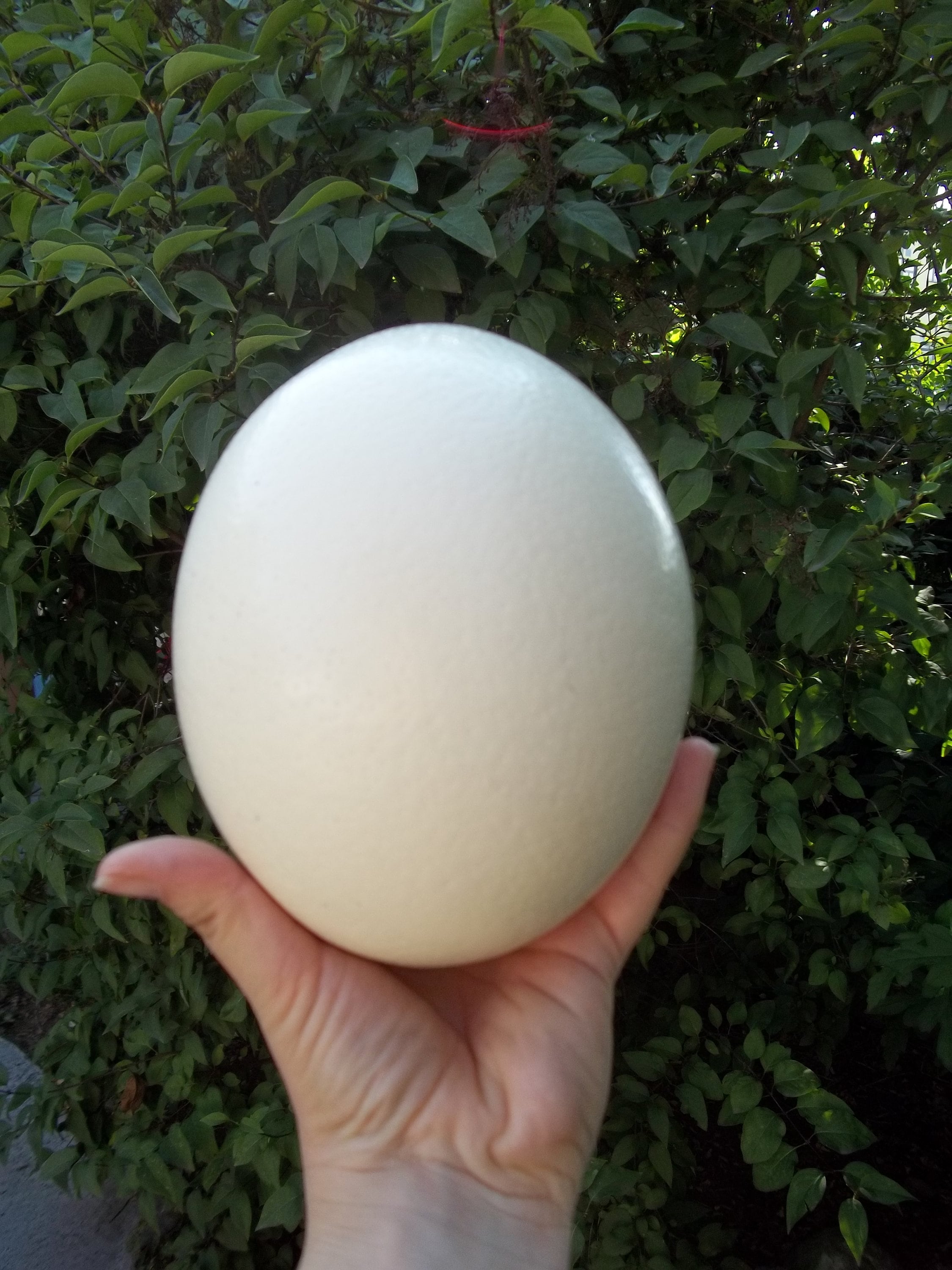 1 Real Emptied OSTRICH Egg Shell - Etsy