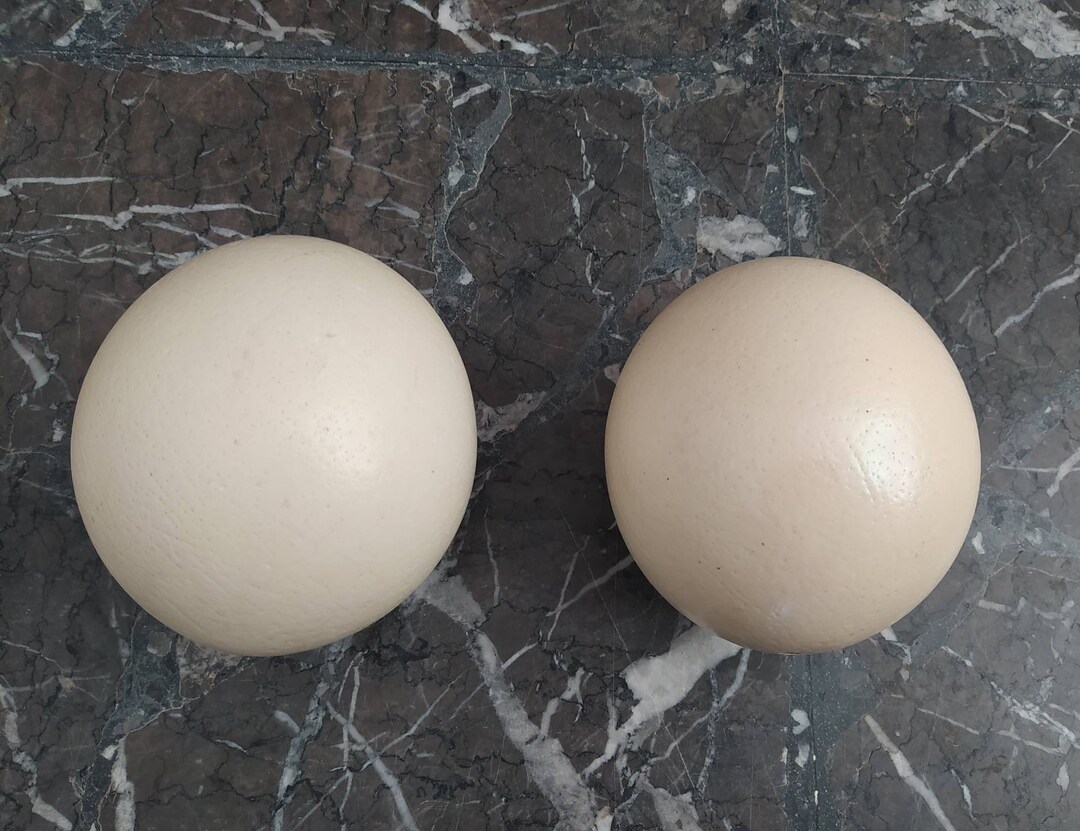 2 Real Emptied Perfectly Round Shape OSTRICH Egg Shell - Etsy