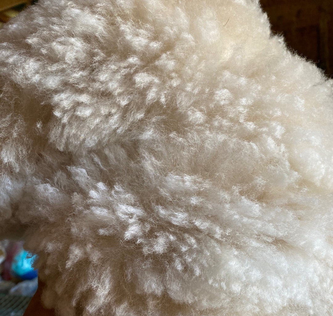 Alpaca Fiber Raw by the 1/2 Pound, (8oz.) Alpaca Wool, Spinning ...